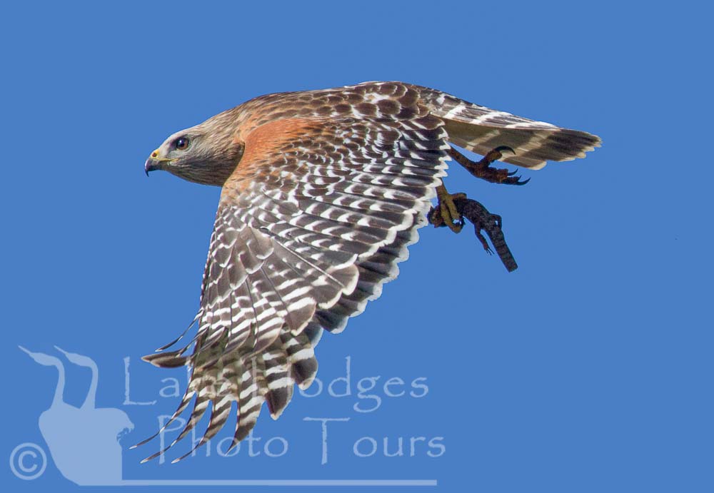 Gallery | Lake Hodges Photo Tours