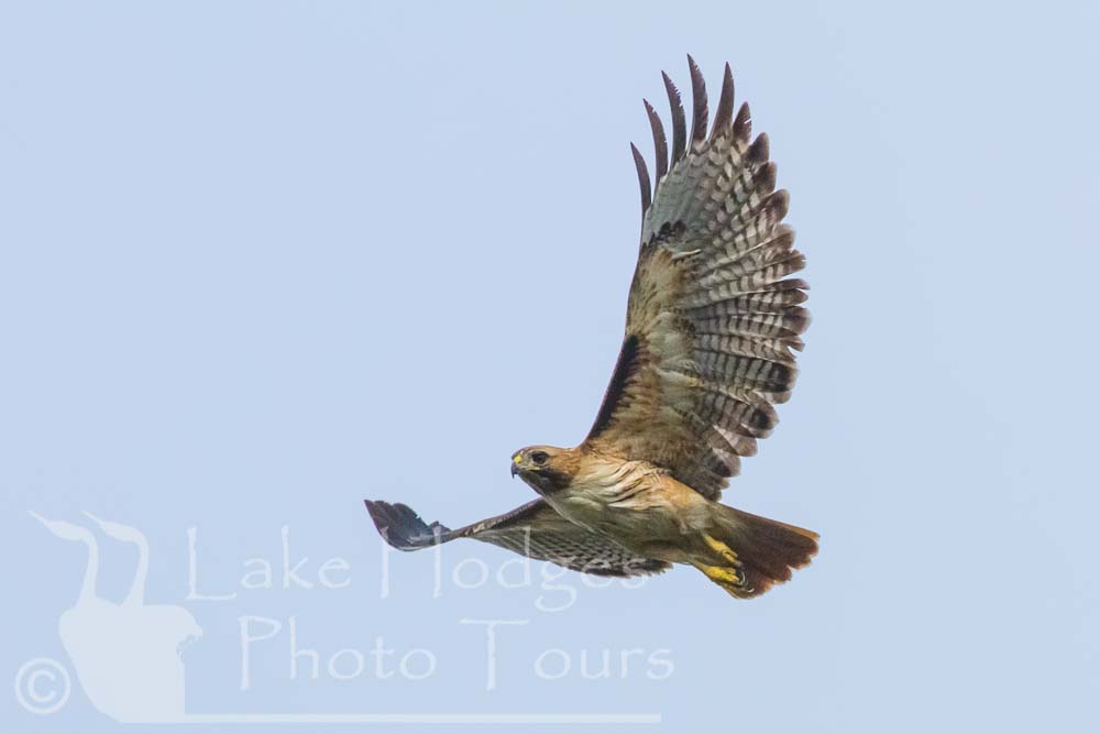 Gallery | Lake Hodges Photo Tours
